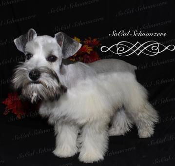 Miniature Schnauzer Colors – US Prestigious Miniature Schnauzers