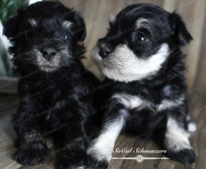 Miniature Schnauzer Colors – US Prestigious Miniature Schnauzers