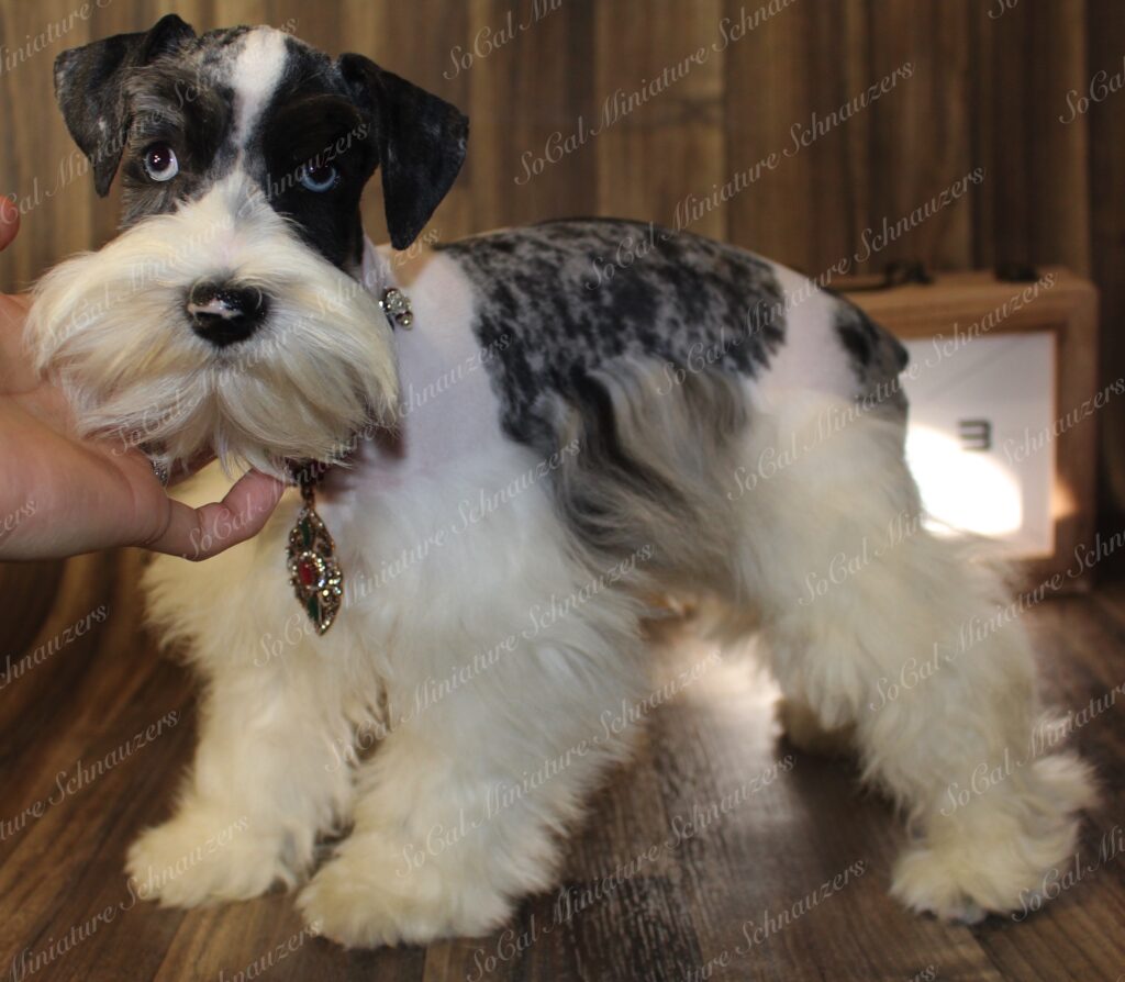 Miniature Schnauzer Colors – US Prestigious Miniature Schnauzers