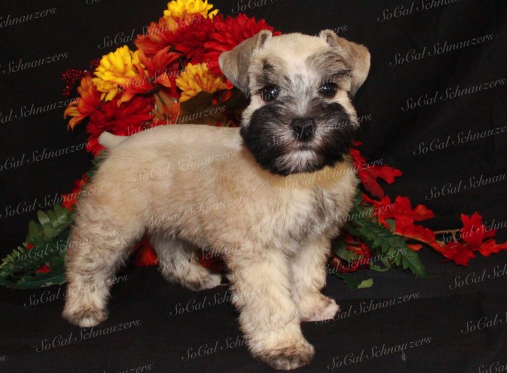 Miniature Schnauzer Colors – US Prestigious Miniature Schnauzers