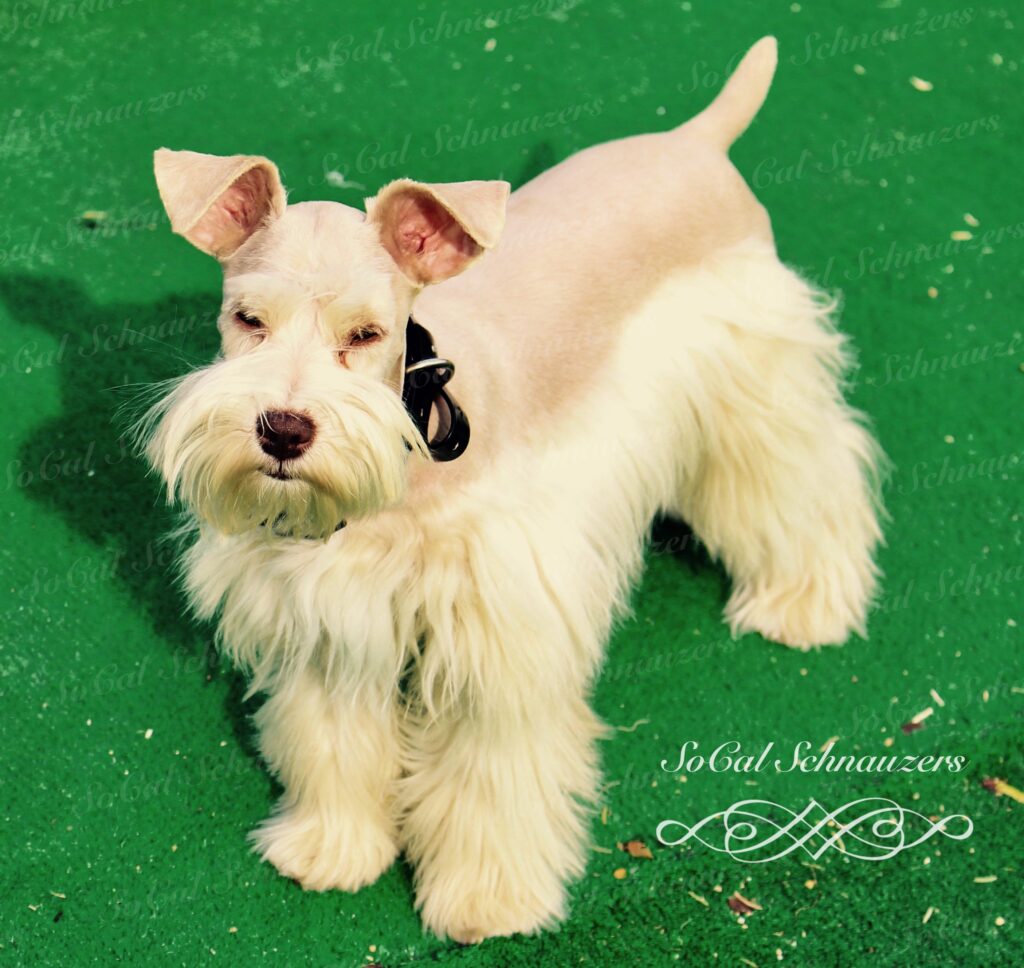 Miniature Schnauzer Colors – US Prestigious Miniature Schnauzers