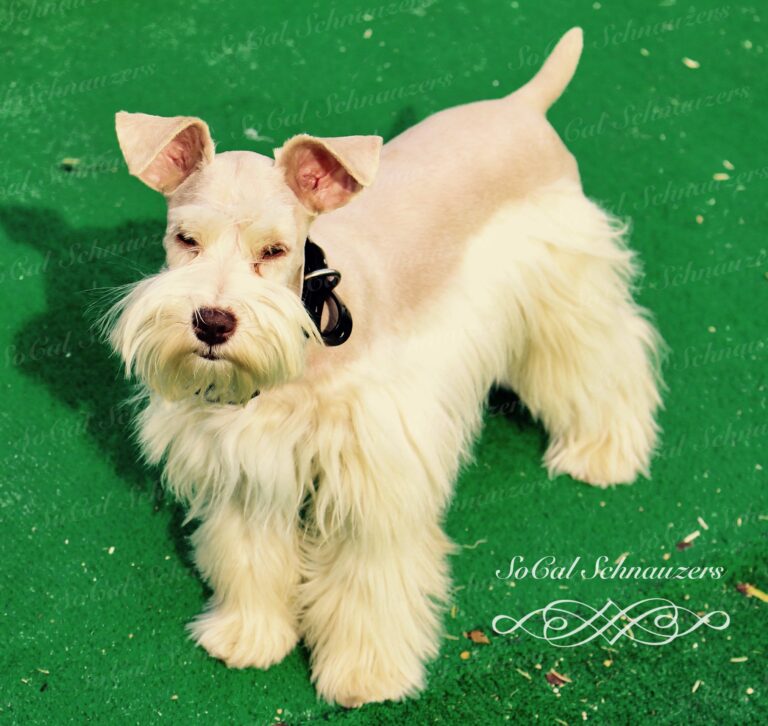 Miniature Schnauzer Colors – US Prestigious Miniature Schnauzers