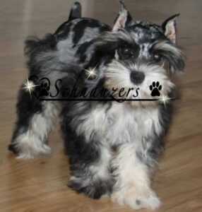 Miniature Schnauzer Colors – US Prestigious Miniature Schnauzers
