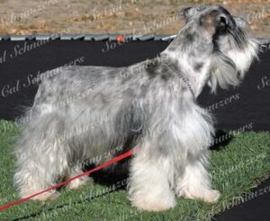 Miniature Schnauzer Colors – US Prestigious Miniature Schnauzers