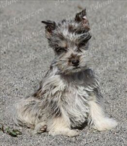 Miniature Schnauzer Colors – US Prestigious Miniature Schnauzers