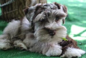 Miniature Schnauzer Colors – US Prestigious Miniature Schnauzers