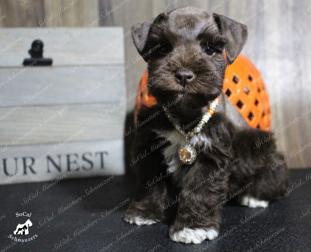 Miniature Schnauzer Colors – US Prestigious Miniature Schnauzers