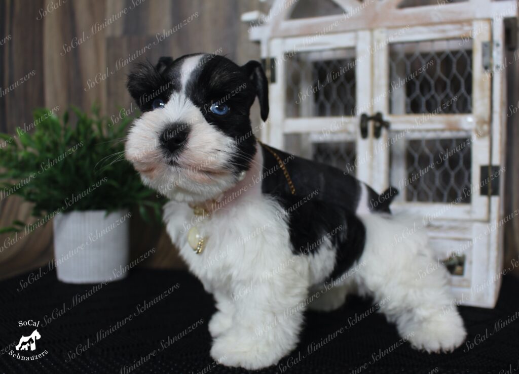 Miniature Schnauzer Colors – US Prestigious Miniature Schnauzers