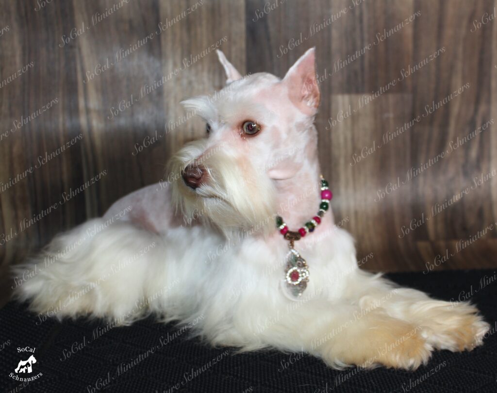 Miniature Schnauzer Colors – US Prestigious Miniature Schnauzers