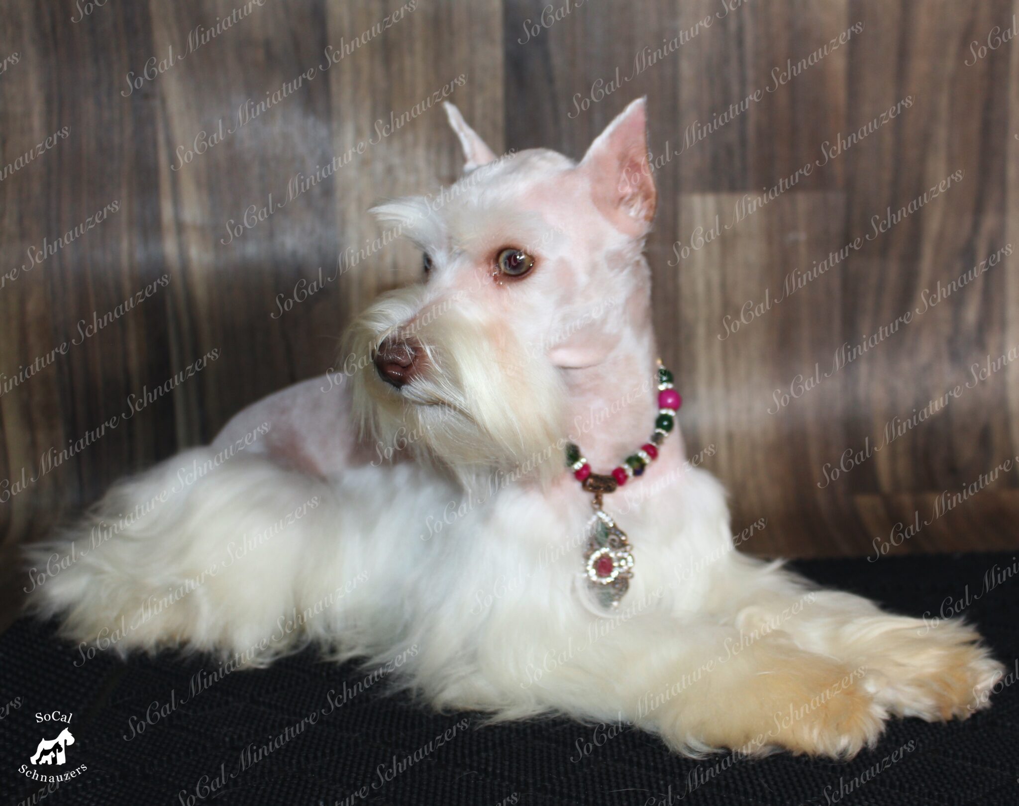 Miniature Schnauzer Colors – US Prestigious Miniature Schnauzers