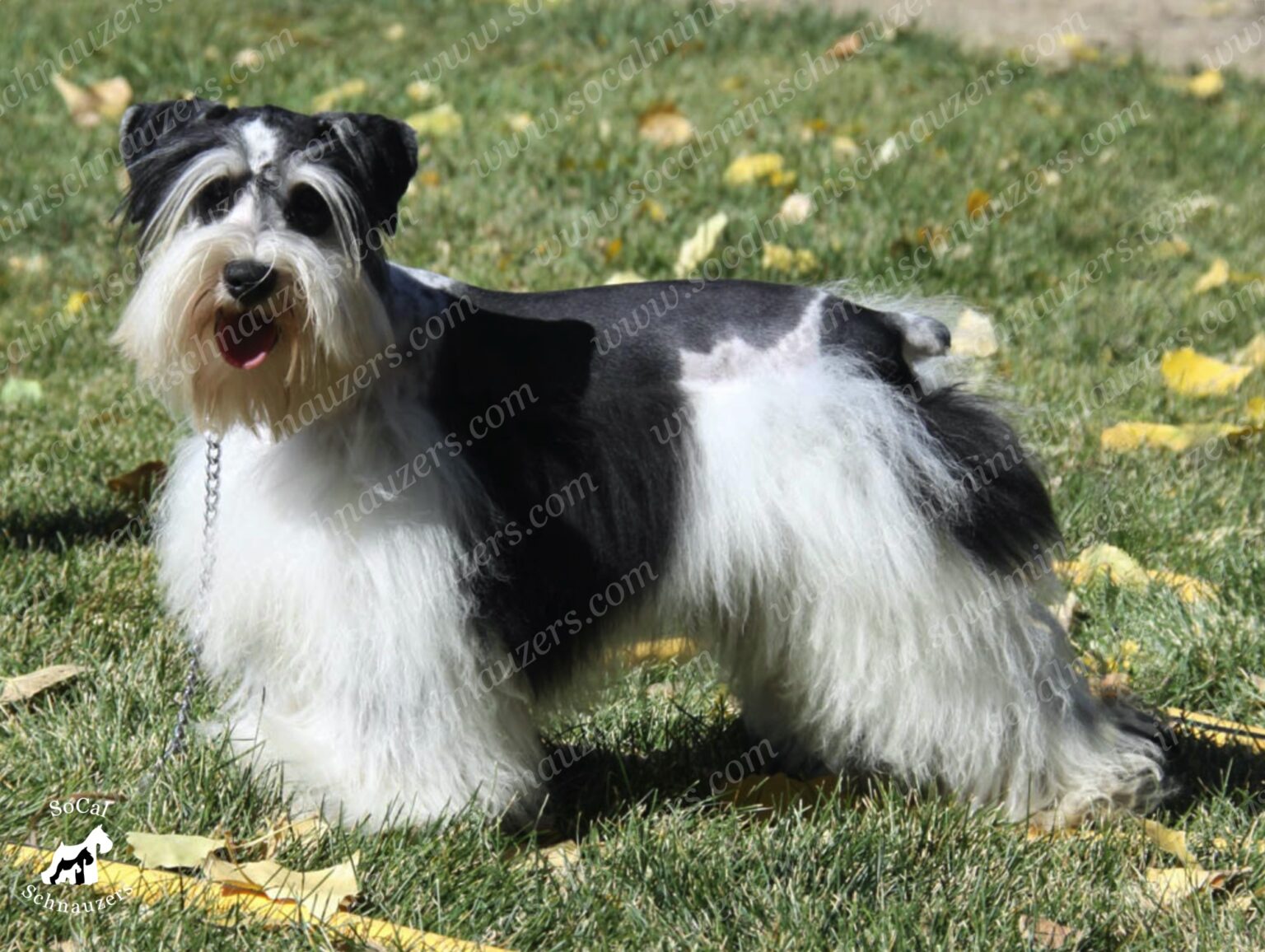 Miniature Schnauzer Colors – US Prestigious Miniature Schnauzers
