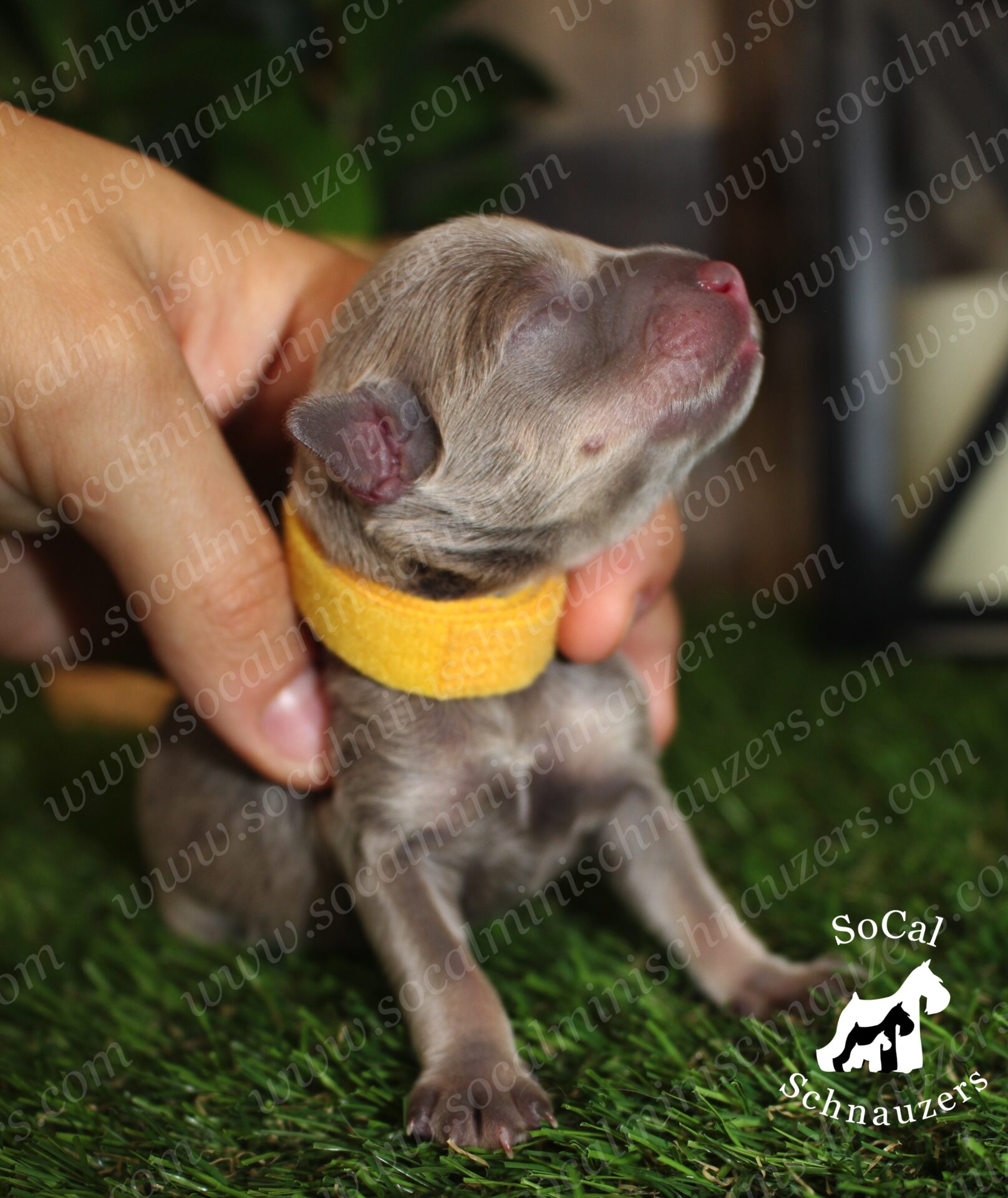 Miniature Schnauzer Colors – US Prestigious Miniature Schnauzers