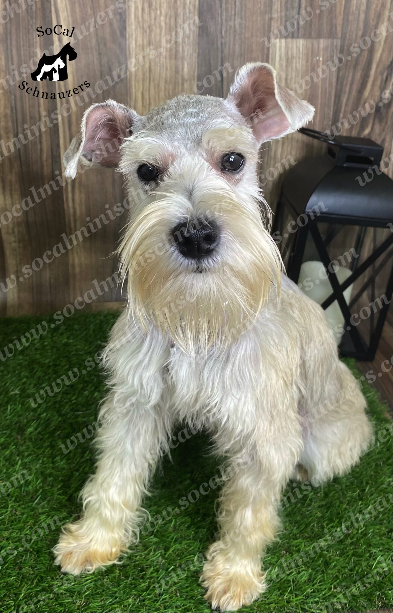 Texas – US Prestigious Miniature Schnauzers