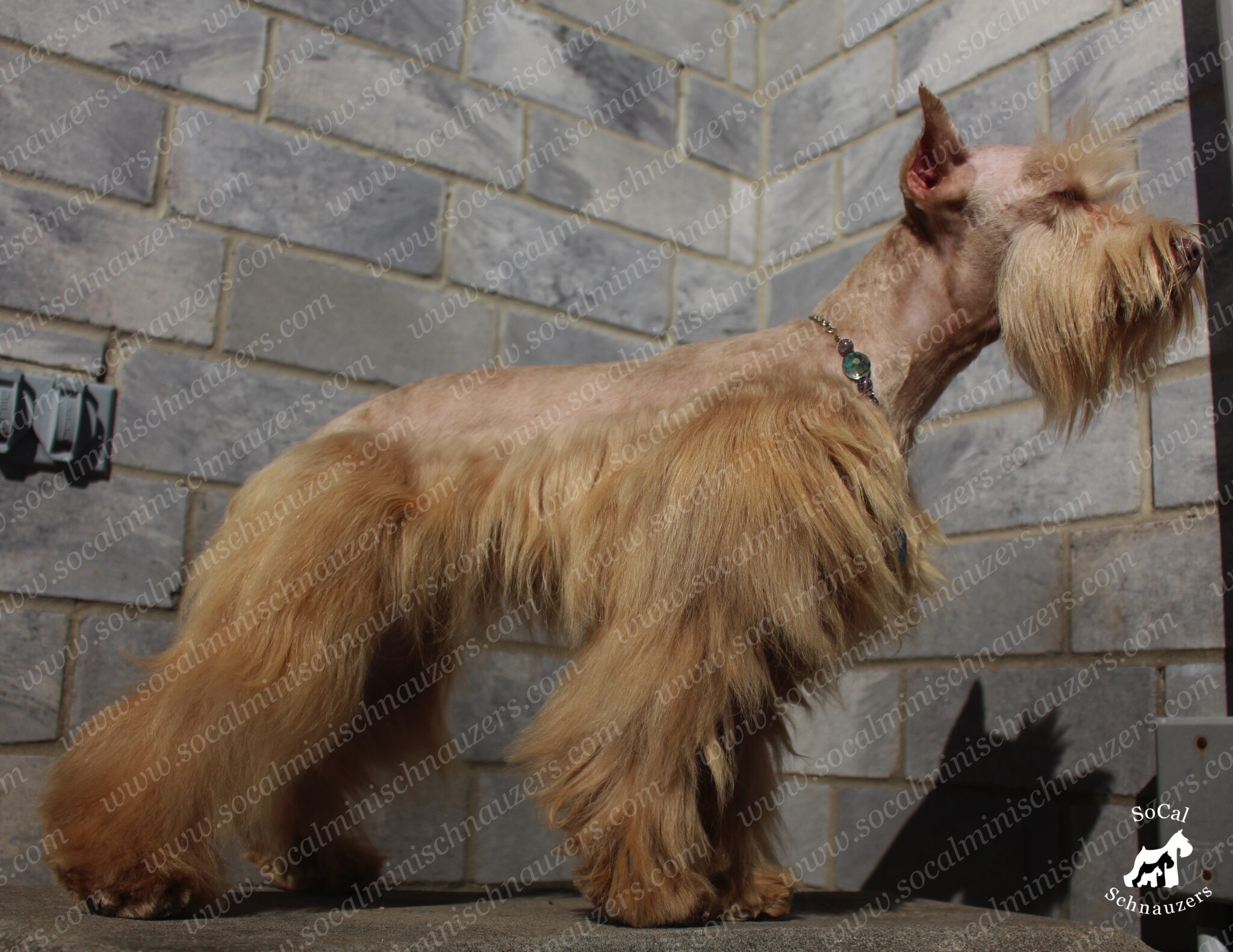 Miniature Schnauzer Colors – US Prestigious Miniature Schnauzers