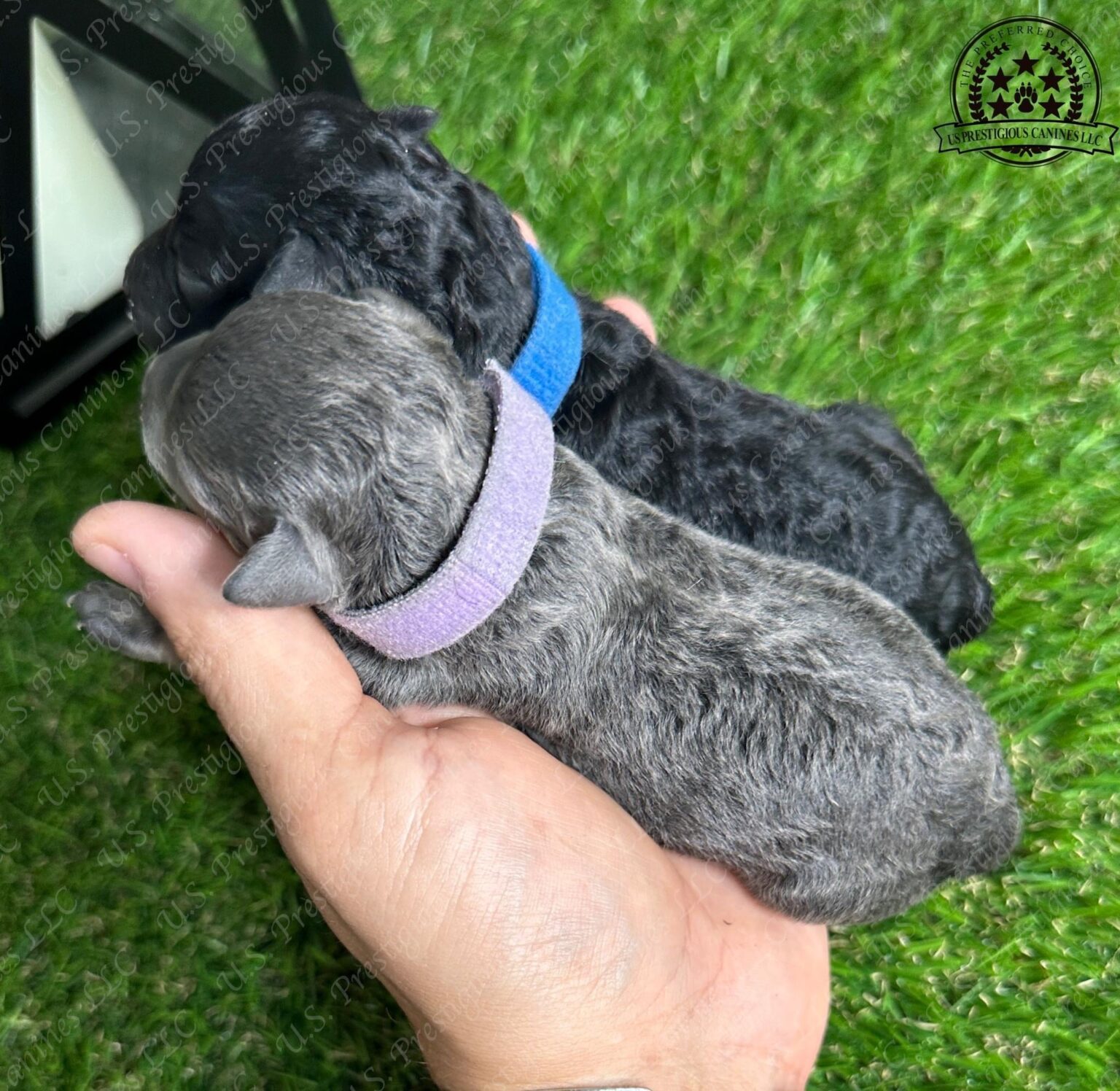 Miniature Schnauzer Colors – US Prestigious Miniature Schnauzers