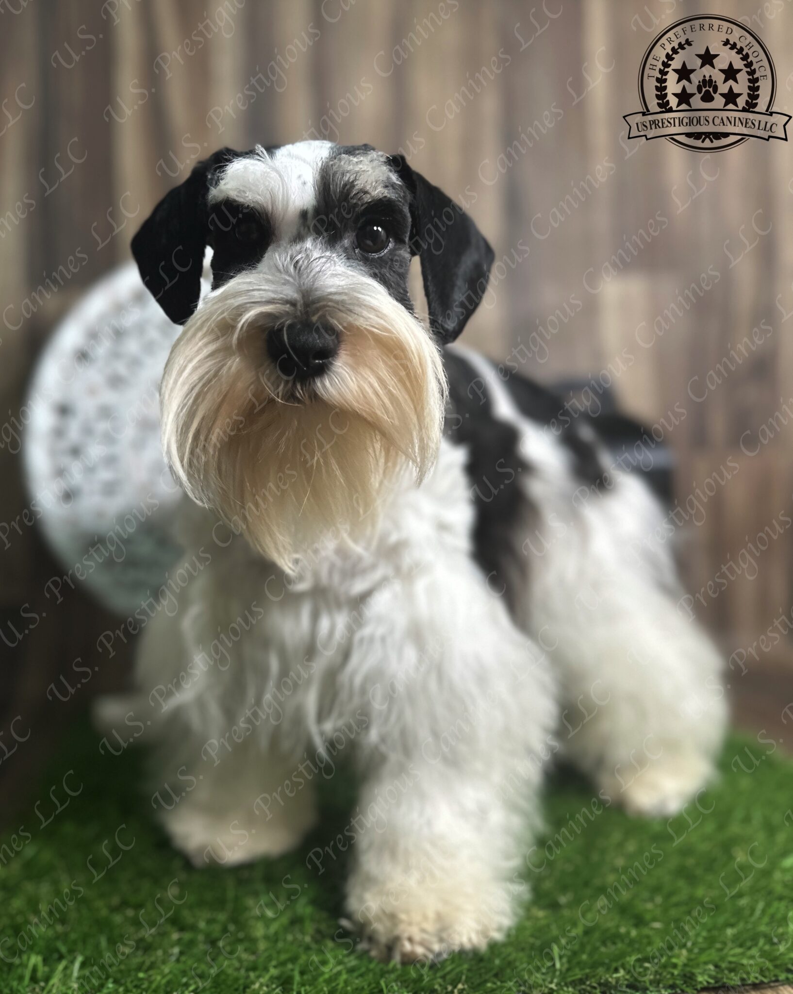 Miniature Schnauzer Puppies TX – US Prestigious Miniature Schnauzers