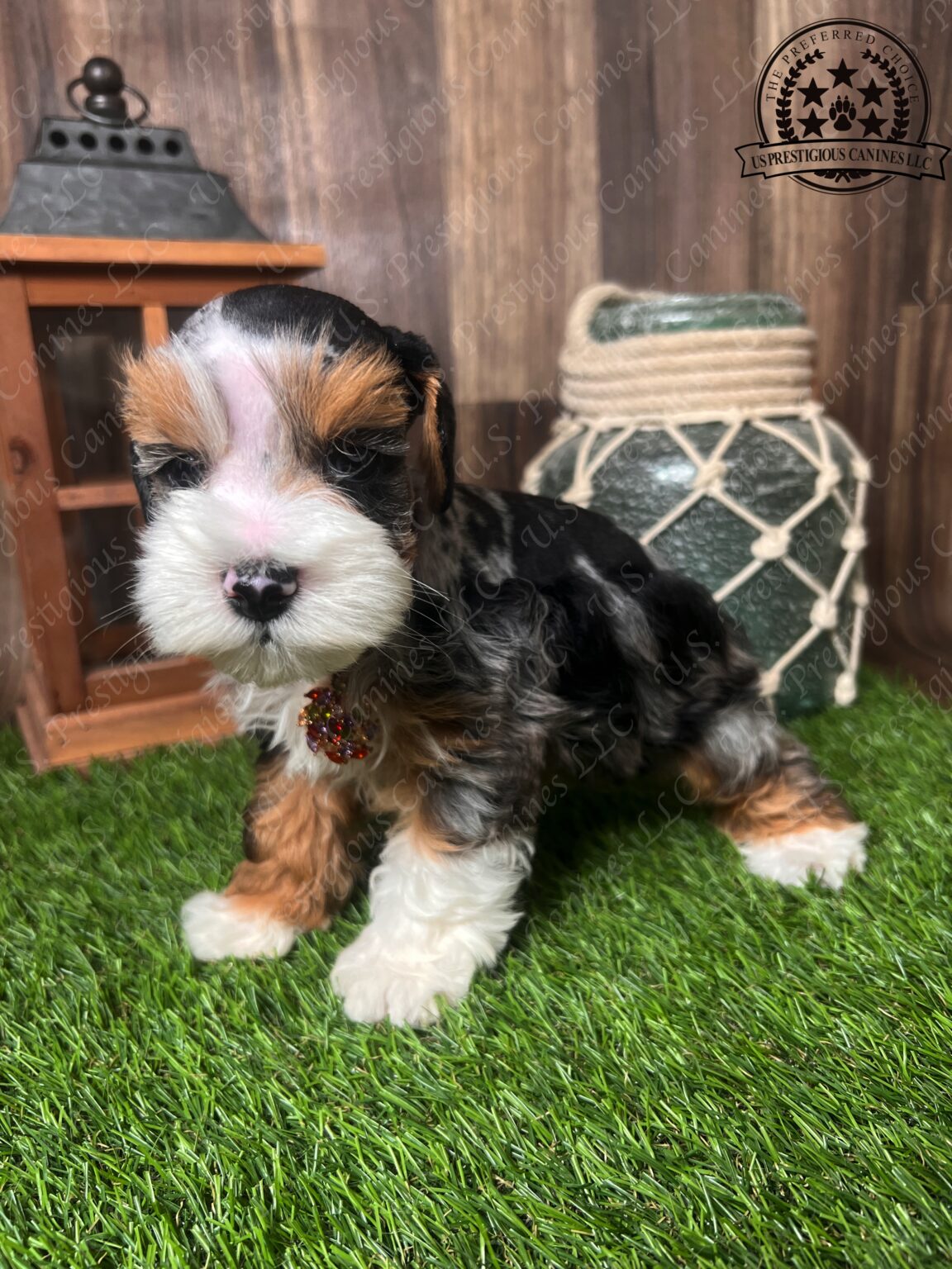 Miniature Schnauzer Colors – US Prestigious Miniature Schnauzers