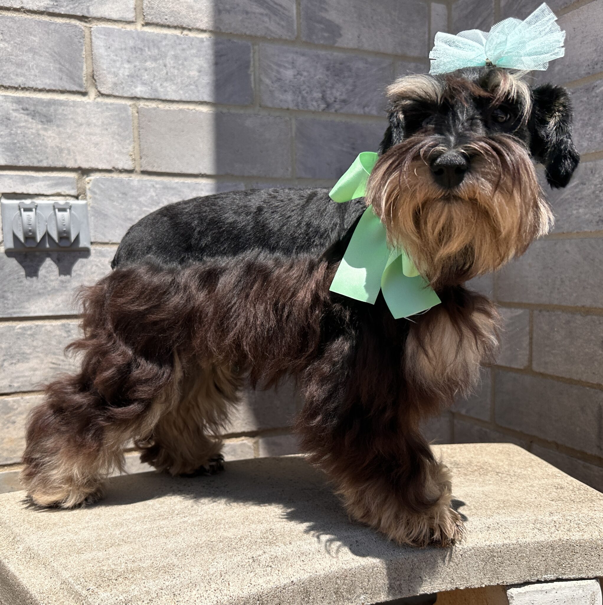 Miniature Schnauzer Litters – US Prestigious Miniature Schnauzers