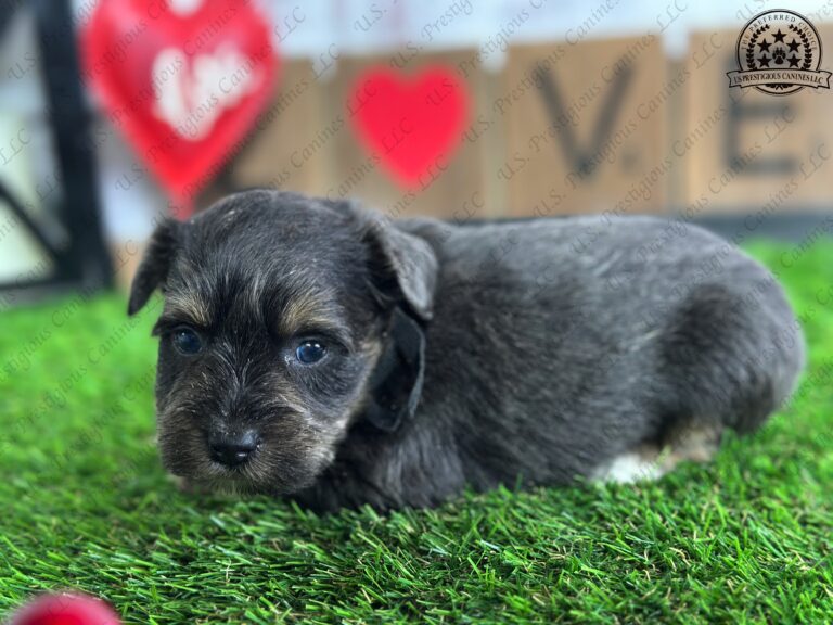 Miniature Schnauzer Colors – US Prestigious Miniature Schnauzers