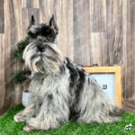 Miniature Schnauzer Colors – US Prestigious Miniature Schnauzers