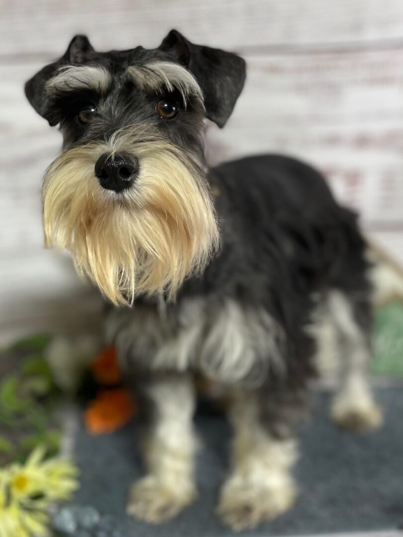 Miniature Schnauzer Litters – US Prestigious Miniature Schnauzers