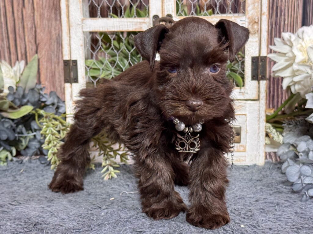Miniature Schnauzer Coat Types – US Prestigious Miniature Schnauzers